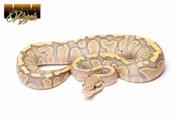 GHI Fire Orange Ghost 66% Pos Het Clown "Ameri" Ball Python by Cloudy Water Domestics