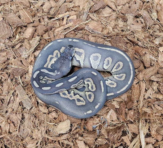 Male Cinnamon Blackhead Hypo Bug Eyes Ball Python by Cloudy Water Domestics