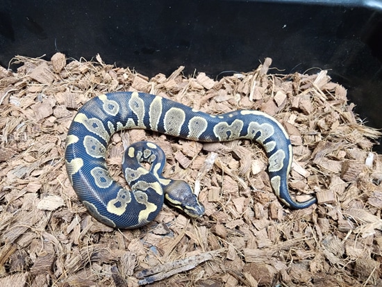 Chocolate Het Hypo Ball Python by Cloudy Water Domestics