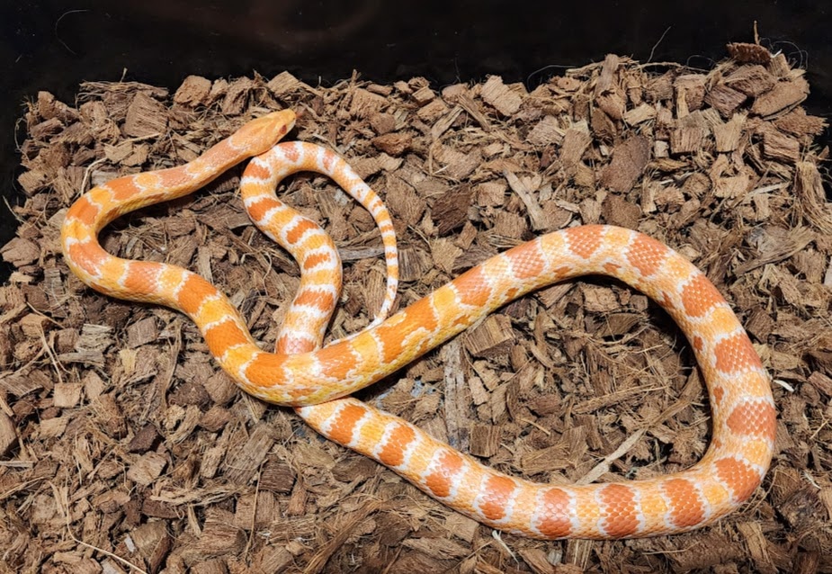 Amel Het Anery, Motley, Hypo, Lavender 50% Het Sunkissed Corn Snake by ...