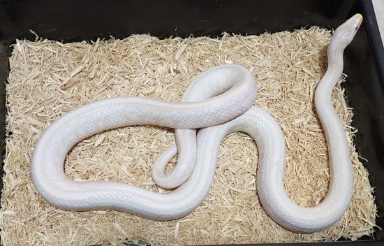 Snow Tessera Pos Het Hypo Pos RedFactor "Chillo" Corn Snake by Cloudy ...