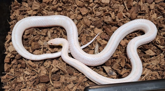 Tessera Red Factor Snow "Dr. Plooster" Corn Snake by Cloudy Water Domestics