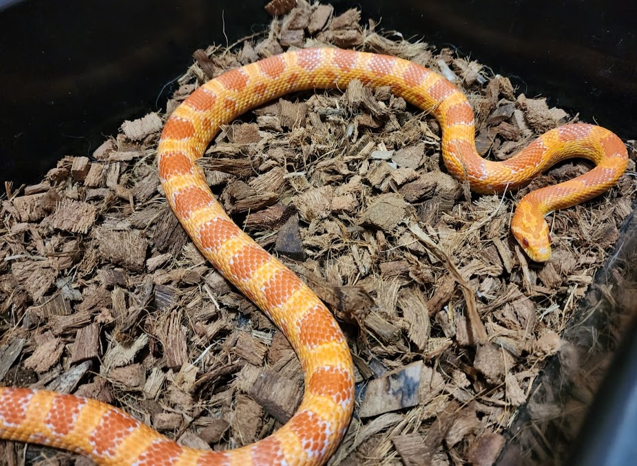 Amel Het Anery Lavender Sunkissed 25% Het Hypo Motley "Tabasco" Corn ...