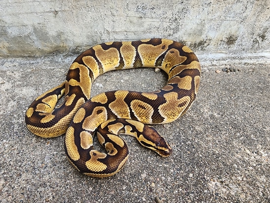 Enchi Double Het Clown And Ghost Ball Python by Cloudy Water Domestics