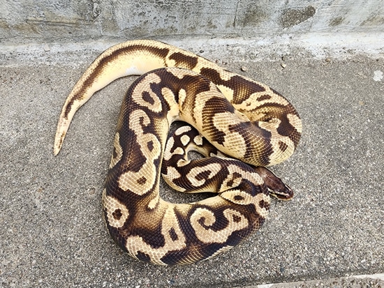Pastel Orange Dream Yellowbelly Het Pied "Mr. Fitzpatrick" Ball Python ...