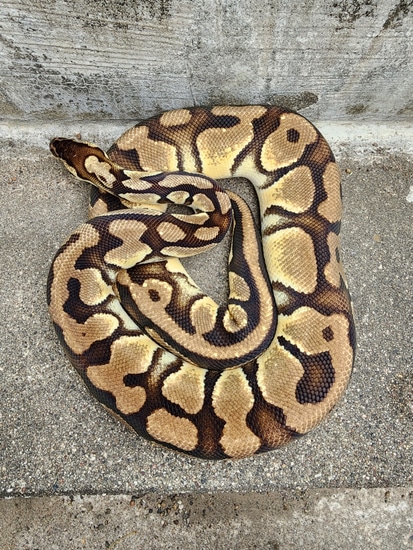 Pastel Orange Dream Blade Het Clown "Silent But Deadly" Ball Python by ...