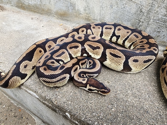 Proven Pair! Pastel DH VPI Axanthic & Pied "Lalatina And Kazuma" Ball ...