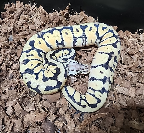Pastel Spotnose Het Hypo 66% Het Clown Ball Python by Cloudy Water ...