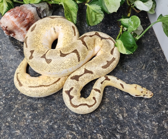 Pastel Enchi Spider Het Clown Ball Python by Cloudy Water Domestics