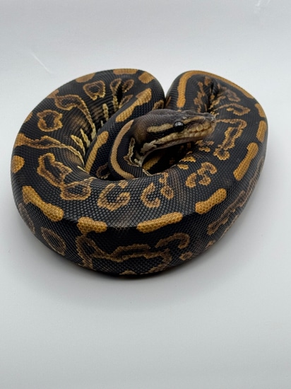 YB GeneX Het Pied Ball Python by ESLA Exotics
