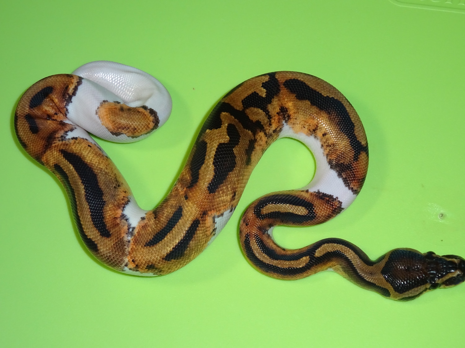 Piebald 10% White Ball Python by Strictly Reptiles, Inc. - MorphMarket