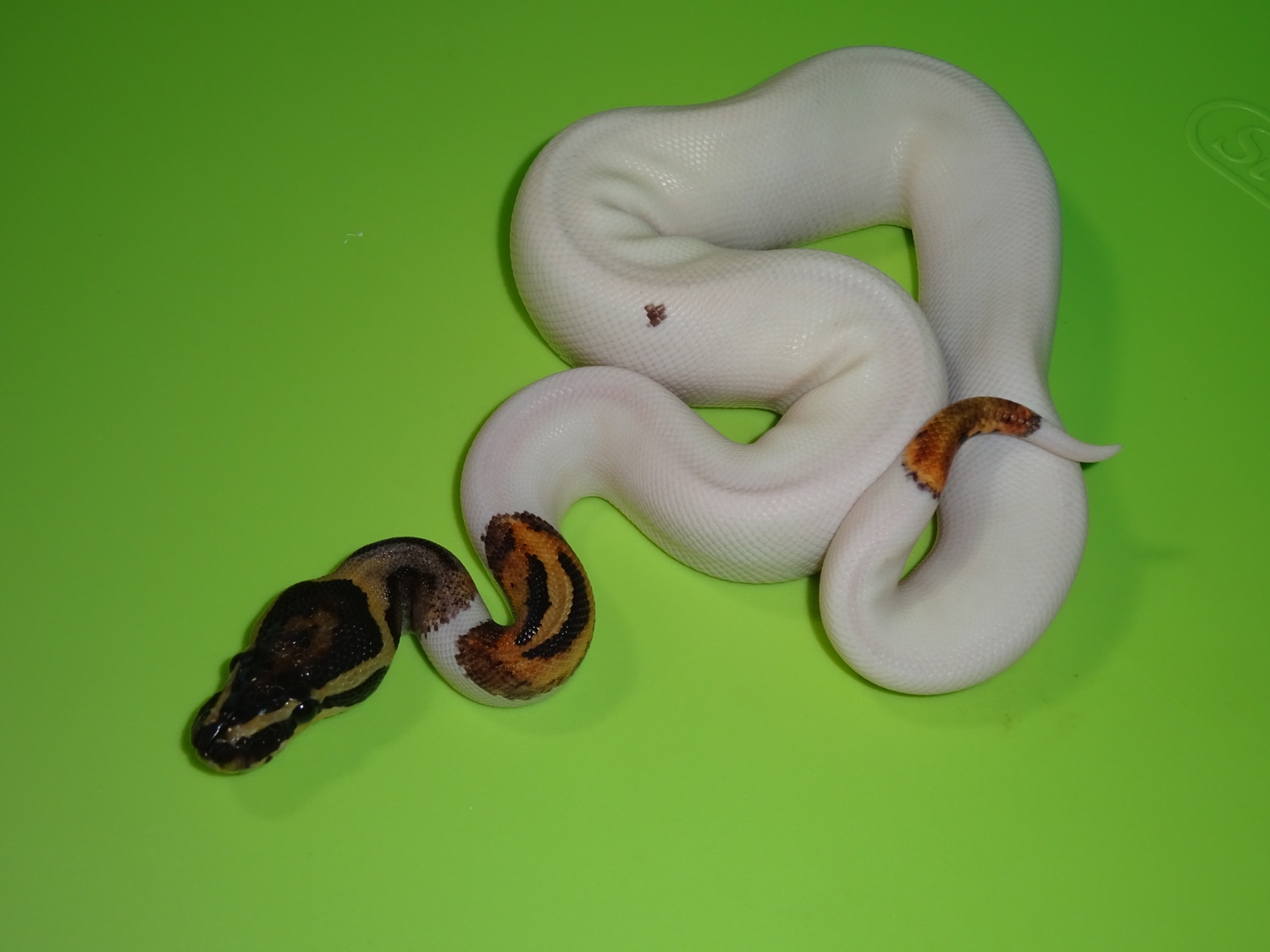 Piebald 90% White Ball Python by Strictly Reptiles, Inc. - MorphMarket