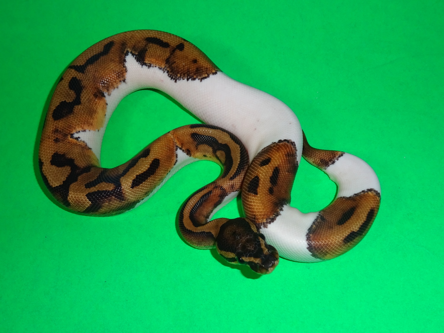 Piebald 30 % White Ball Python by Strictly Reptiles, Inc. - MorphMarket