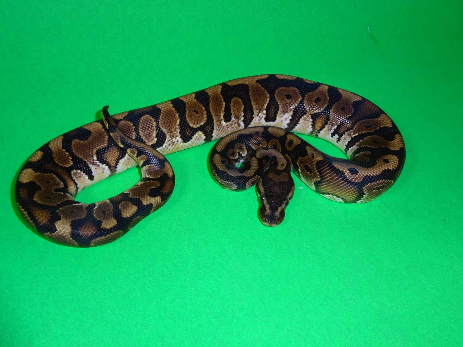 HGW Granite Ball Python by Strictly Reptiles, Inc. - MorphMarket
