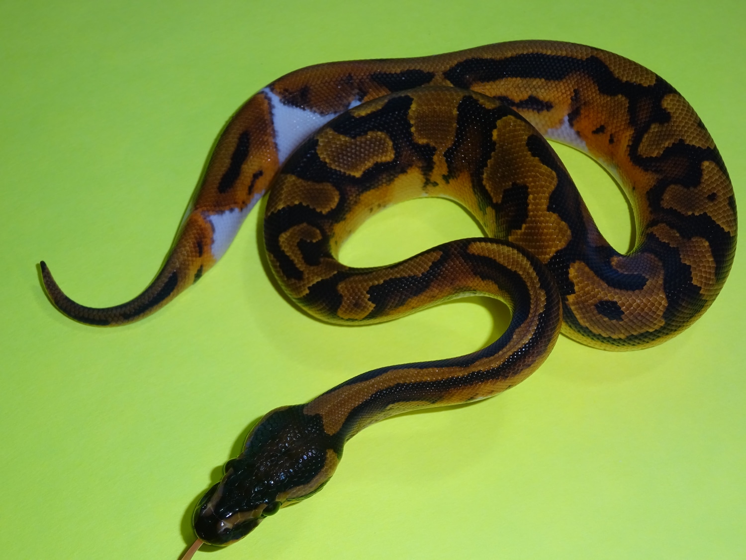 Piebald Low White Camo Ball Python by Strictly Reptiles, Inc. - MorphMarket