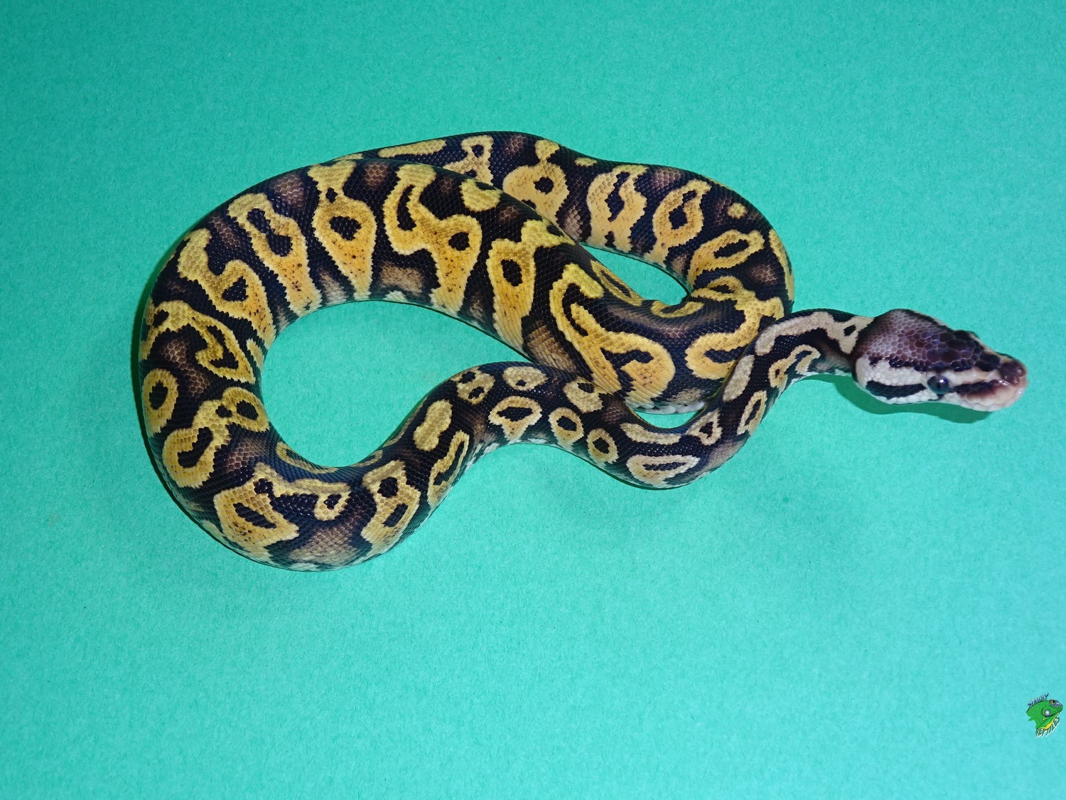 Pastel Yellow Bellied Ball Python by Strictly Reptiles, Inc. - MorphMarket
