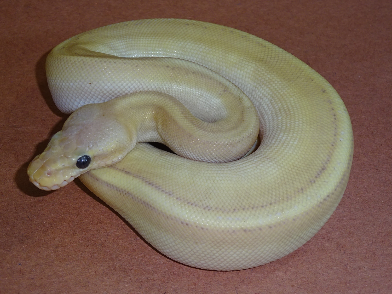 Banana Genetic Stripe Ball Python by Strictly Reptiles, Inc. - MorphMarket