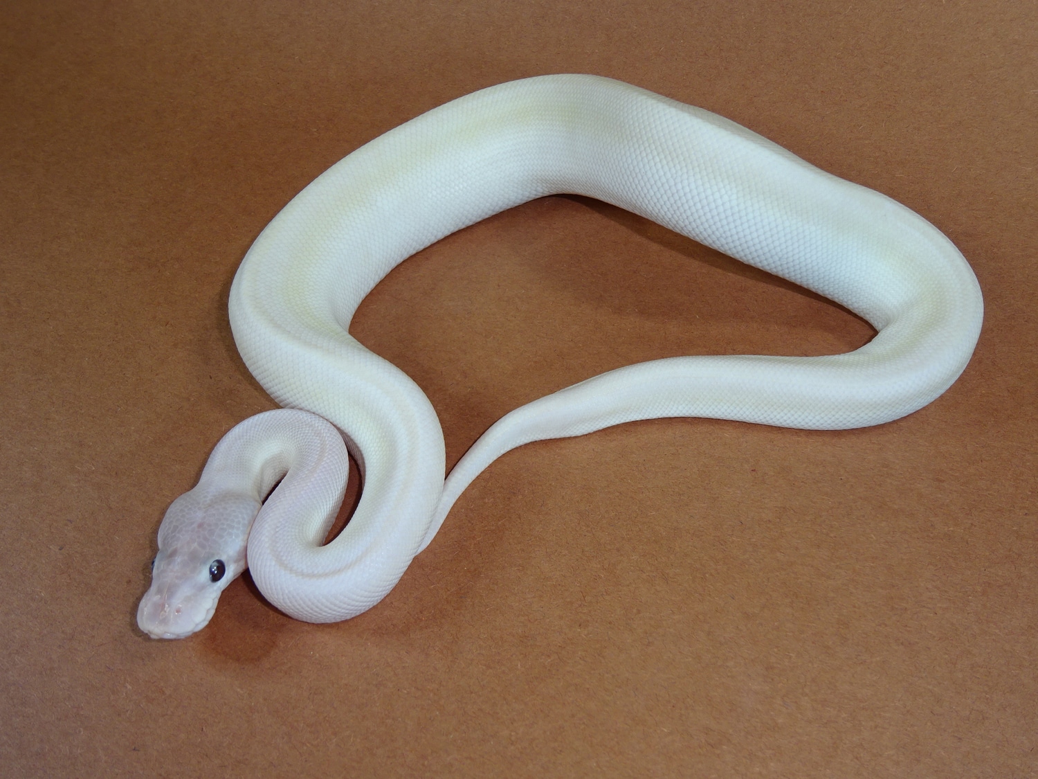 White Wedding Ball Python by Strictly Reptiles, Inc. - MorphMarket