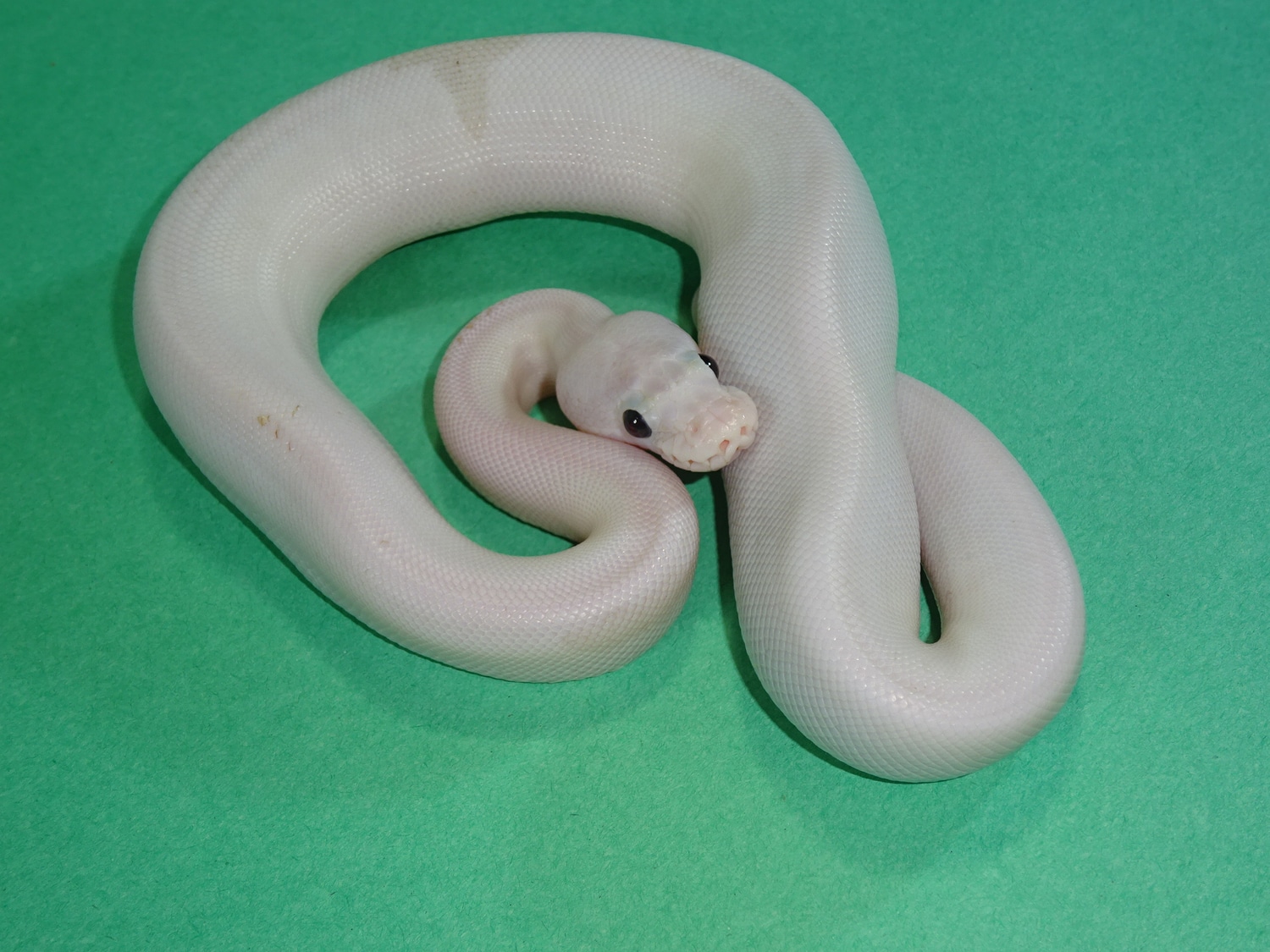 White Wedding Ball Python by Strictly Reptiles, Inc. - MorphMarket