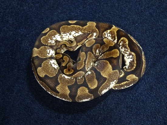 Calico Red Stripe Ball Python by Strictly Reptiles, Inc.