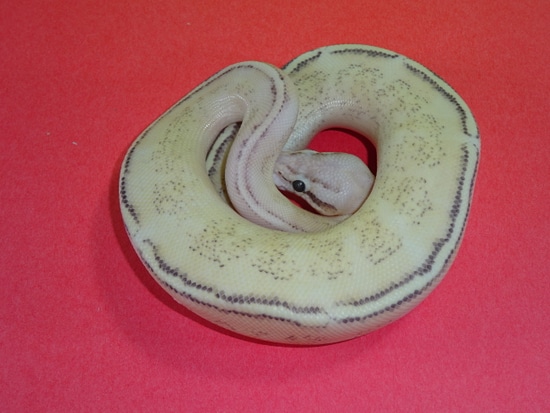 Pastel Puma Ball Python by Strictly Reptiles, Inc.