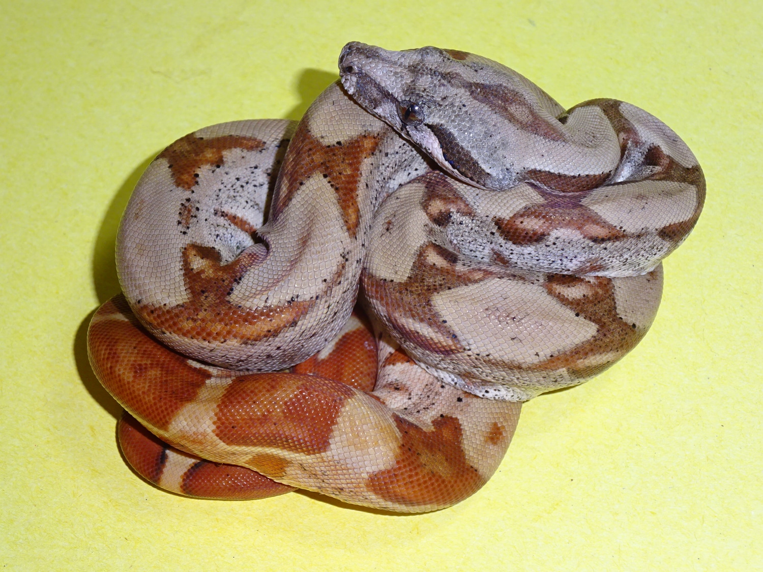 Colombian Salmon Boa Constrictor by Strictly Reptiles, Inc. - MorphMarket