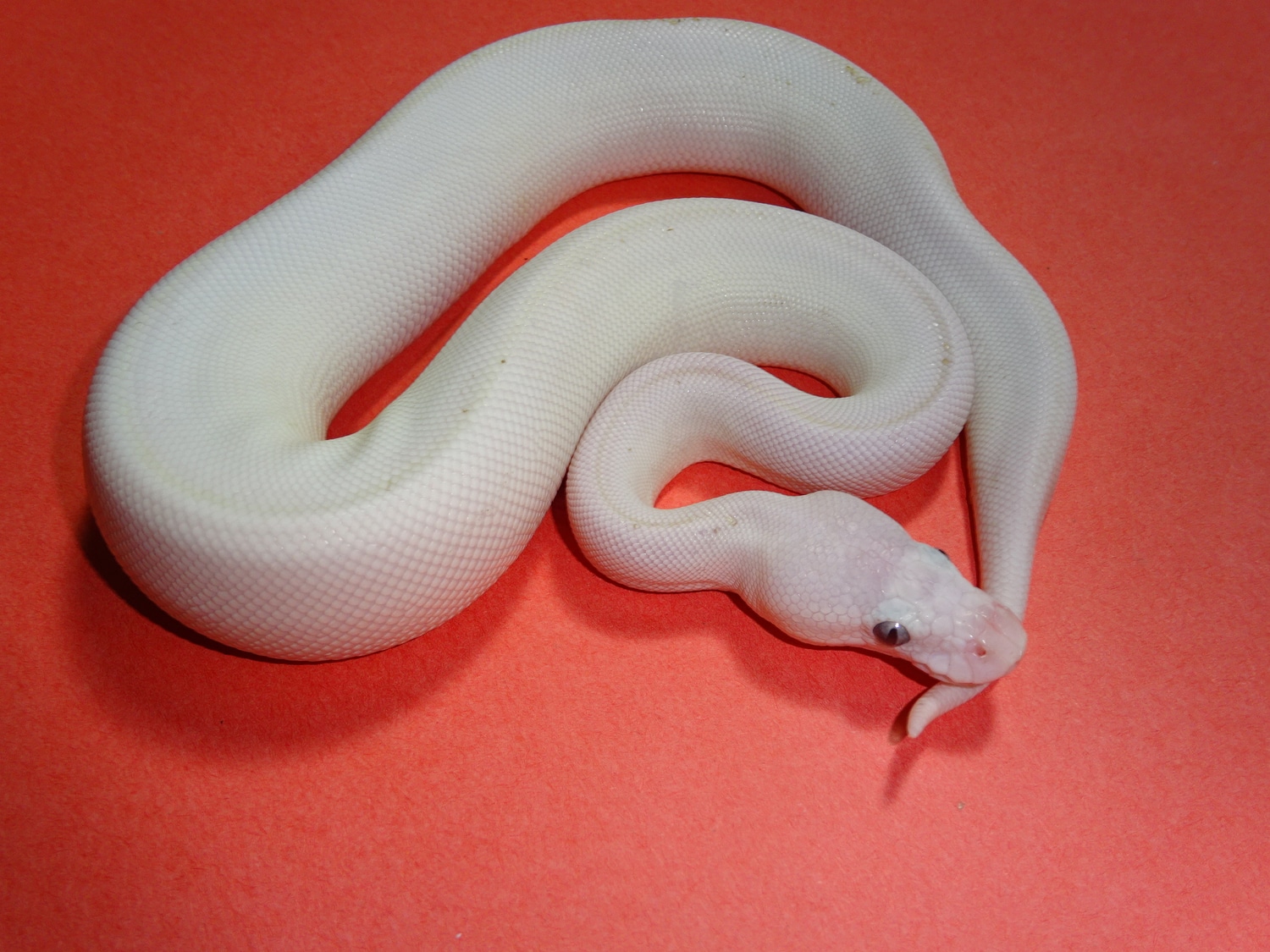 Blue Eyed Lucy Ball Python by Strictly Reptiles, Inc. - MorphMarket