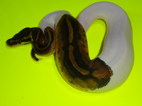 Piebald High White Ball Python by Strictly Reptiles, Inc.