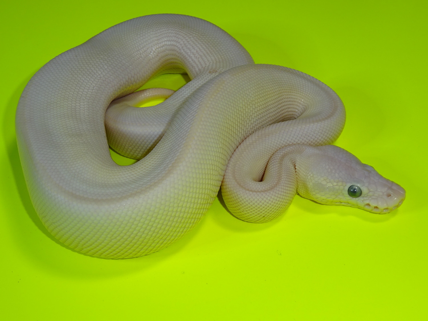 Blue Eyed Lucy Ball Python by Strictly Reptiles, Inc. - MorphMarket
