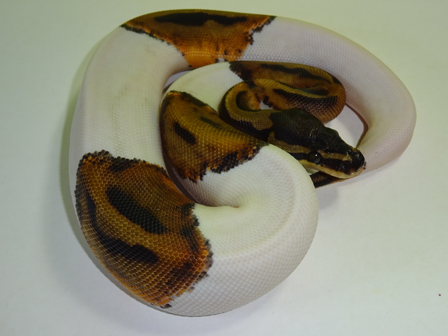 Piebald High White Ball Python by Strictly Reptiles, Inc. - MorphMarket