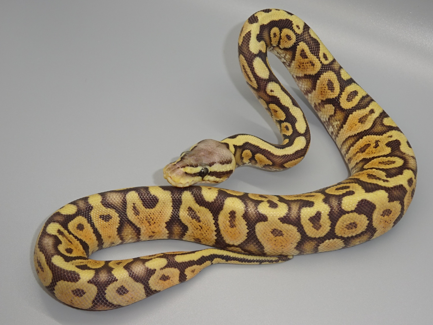 Pastel Fire Orange Ghost Ball Python by Strictly Reptiles, Inc ...