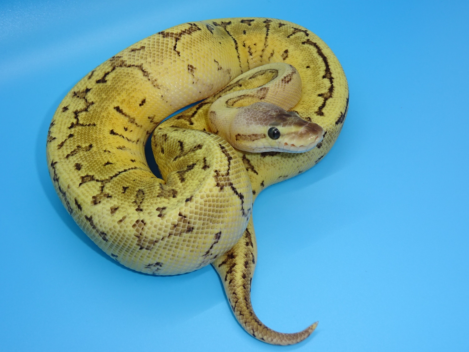 Dragon Fly Pastel Fire Pinstripe Ball Python by Strictly Reptiles, Inc ...