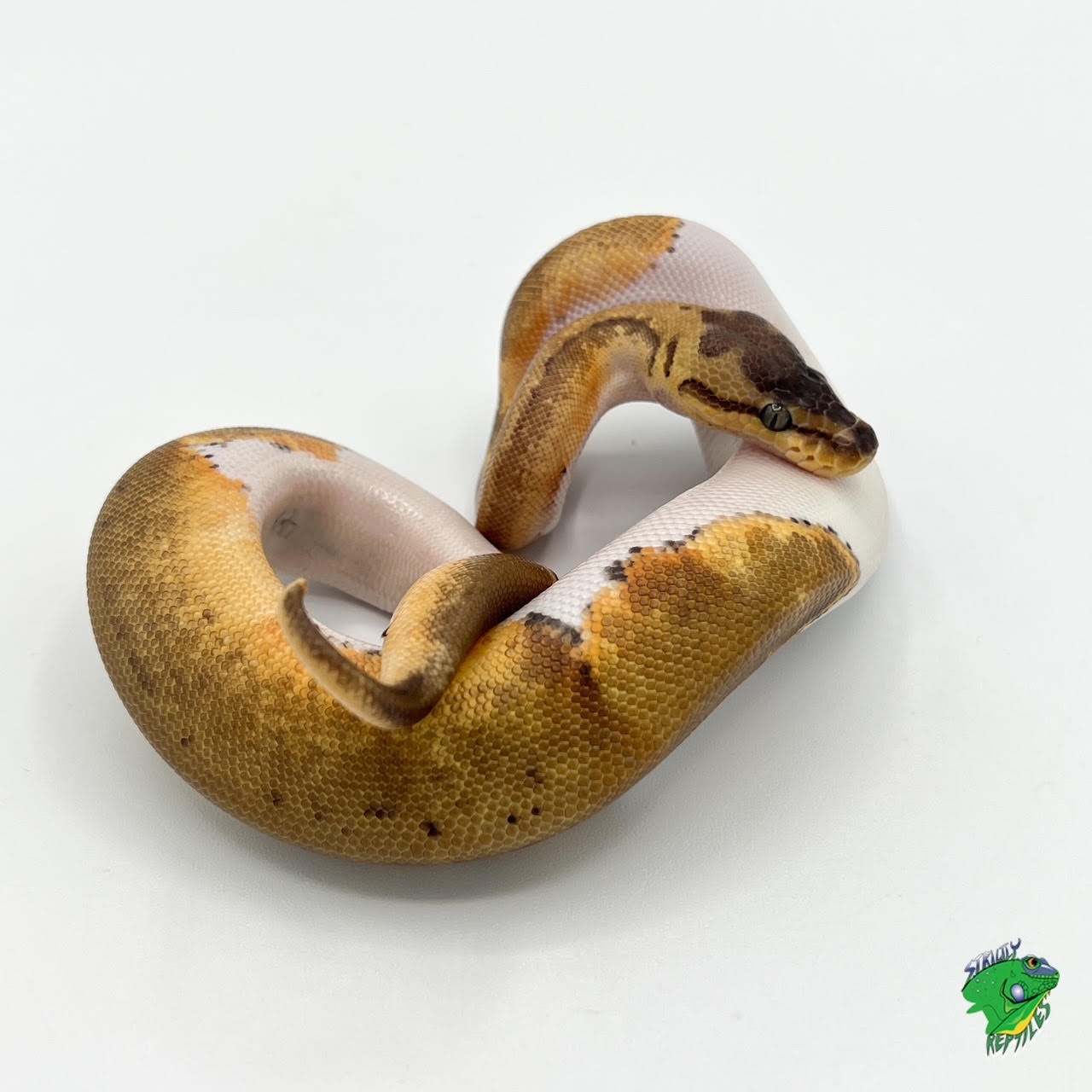 Pied Lemon Blast Ball Python by Strictly Reptiles, Inc. - MorphMarket