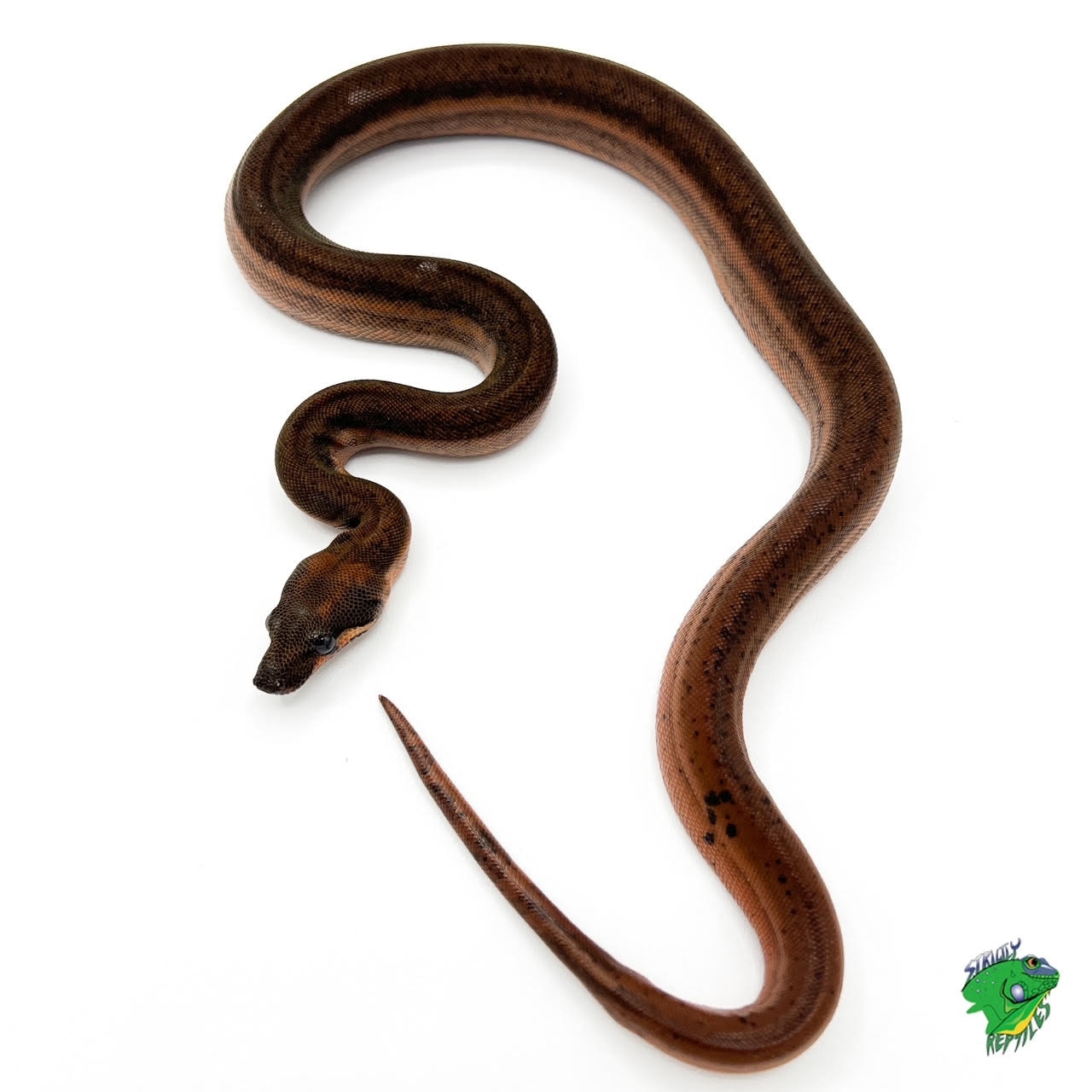 Hypo Eclipse Het Kahl Albino Boa Constrictor by Strictly Reptiles, Inc ...