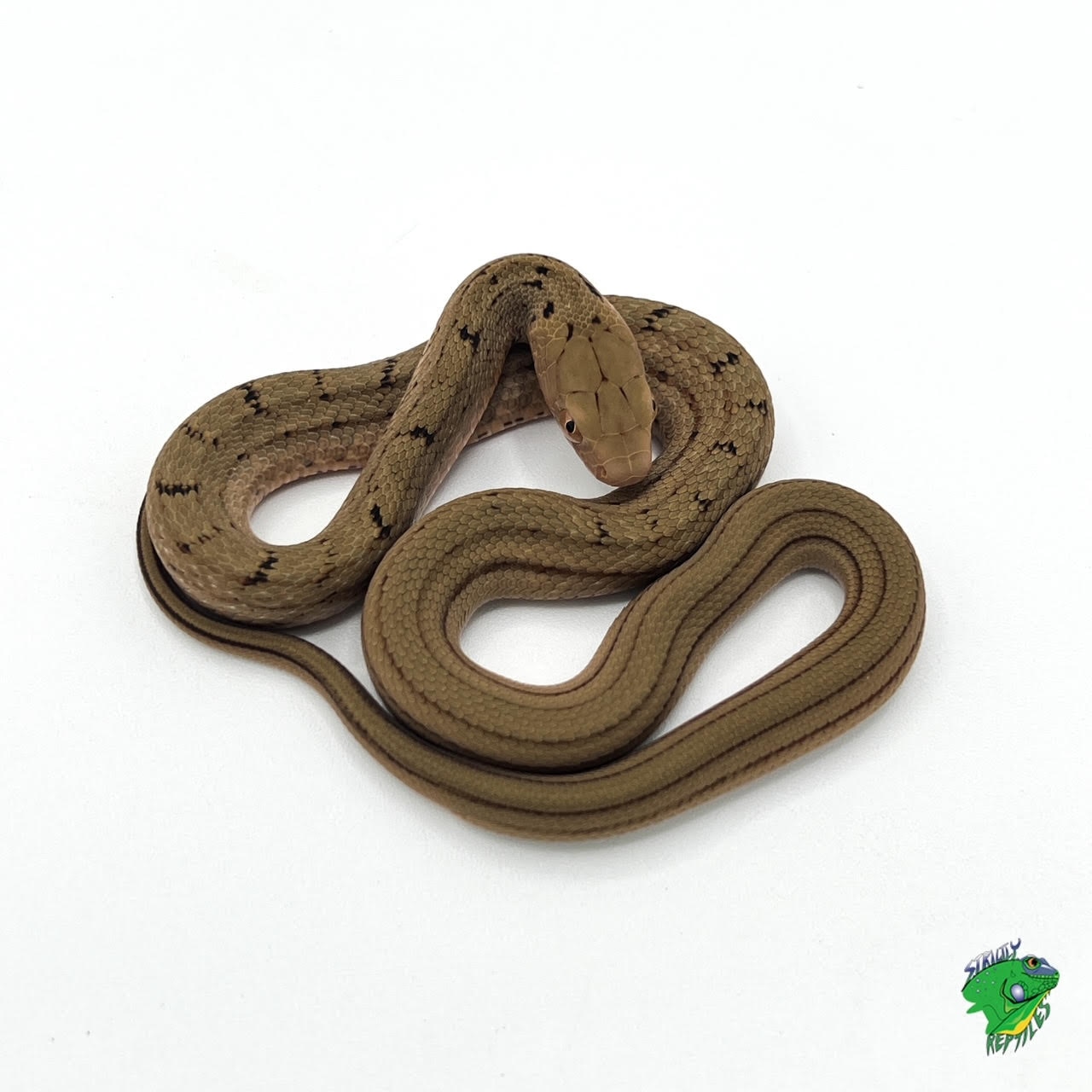 King Rat Snake Other Rat Snake by Strictly Reptiles, Inc. - MorphMarket