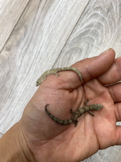 Eurydactylodes Symmetricus- Pair Chameleon Gecko by Jecko's Geckos LLC