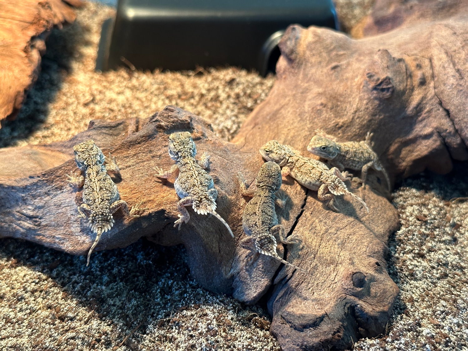Sheild Tail Agamas Spiny-Tailed Lizard by Bays Exotiks - MorphMarket