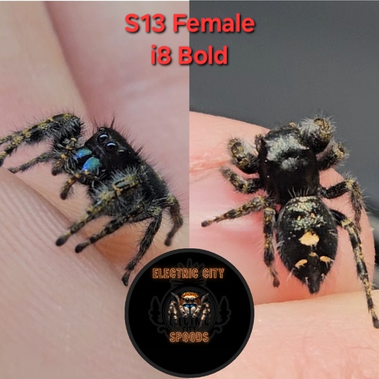 Bold Jumping Spider S13 by Electric City Spoods