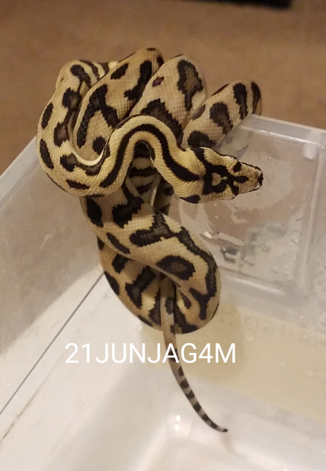 Jaguar Carpet Python 4M Jungle Carpet Python by Jeff Clark Snakes ...