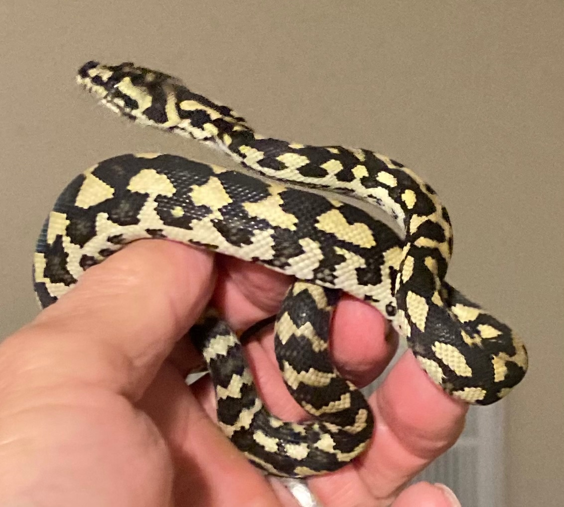 18F Highlighter German Jungle Carpet Python by Jeff Clark Snakes - MorphMarket