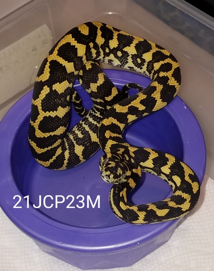 28 Inch Highlighter Headhunter Jungle Carpet Python by Jeff Clark Snakes