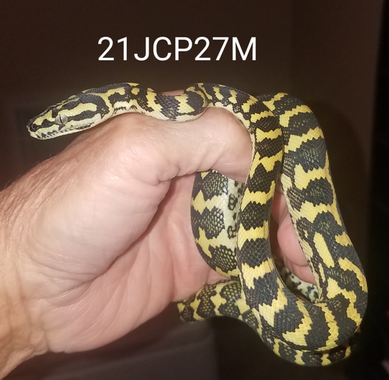 30 Inch Highlighter Headhunter Jungle Carpet Python by Jeff Clark Snakes