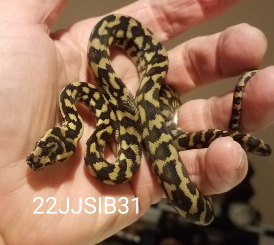 Jaguar Sibling Jungle Carpet Python by Jeff Clark Snakes