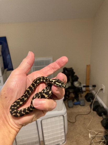 Highlighter Headhunter Jungle Carpet Python by Jeff Clark Snakes