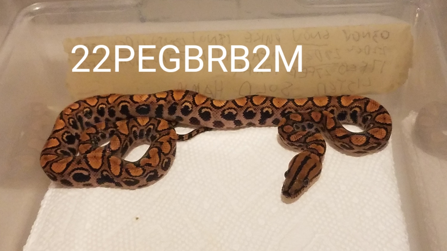 50% Peruvian Brazilian Rainbow Boa by Jeff Clark Snakes - MorphMarket