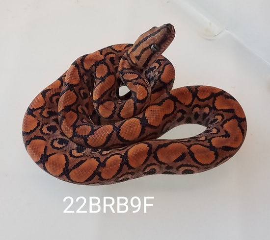 Red-Orange Brazilian Rainbow Boa by Jeff Clark Snakes