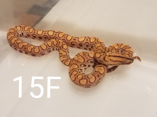 Tame Pink Hypo Brazilian Rainbow Boa by Jeff Clark Snakes
