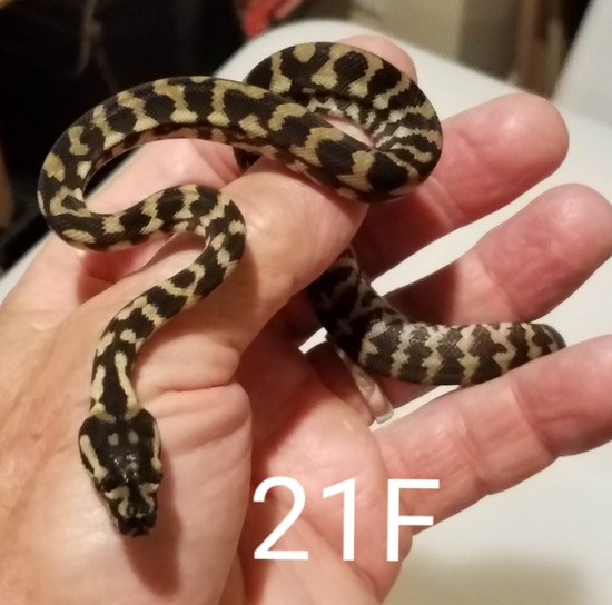 Highlighter Headhunter Jungle Carpet Python by Jeff Clark Snakes