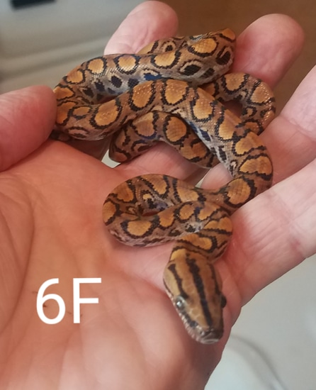 50% Peruvians Brazilian Rainbow Boa by Jeff Clark Snakes