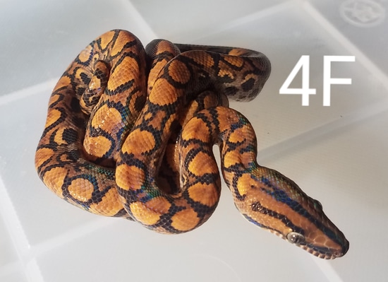 23 Inch Tame Brazilian Rainbow Boa by Jeff Clark Snakes